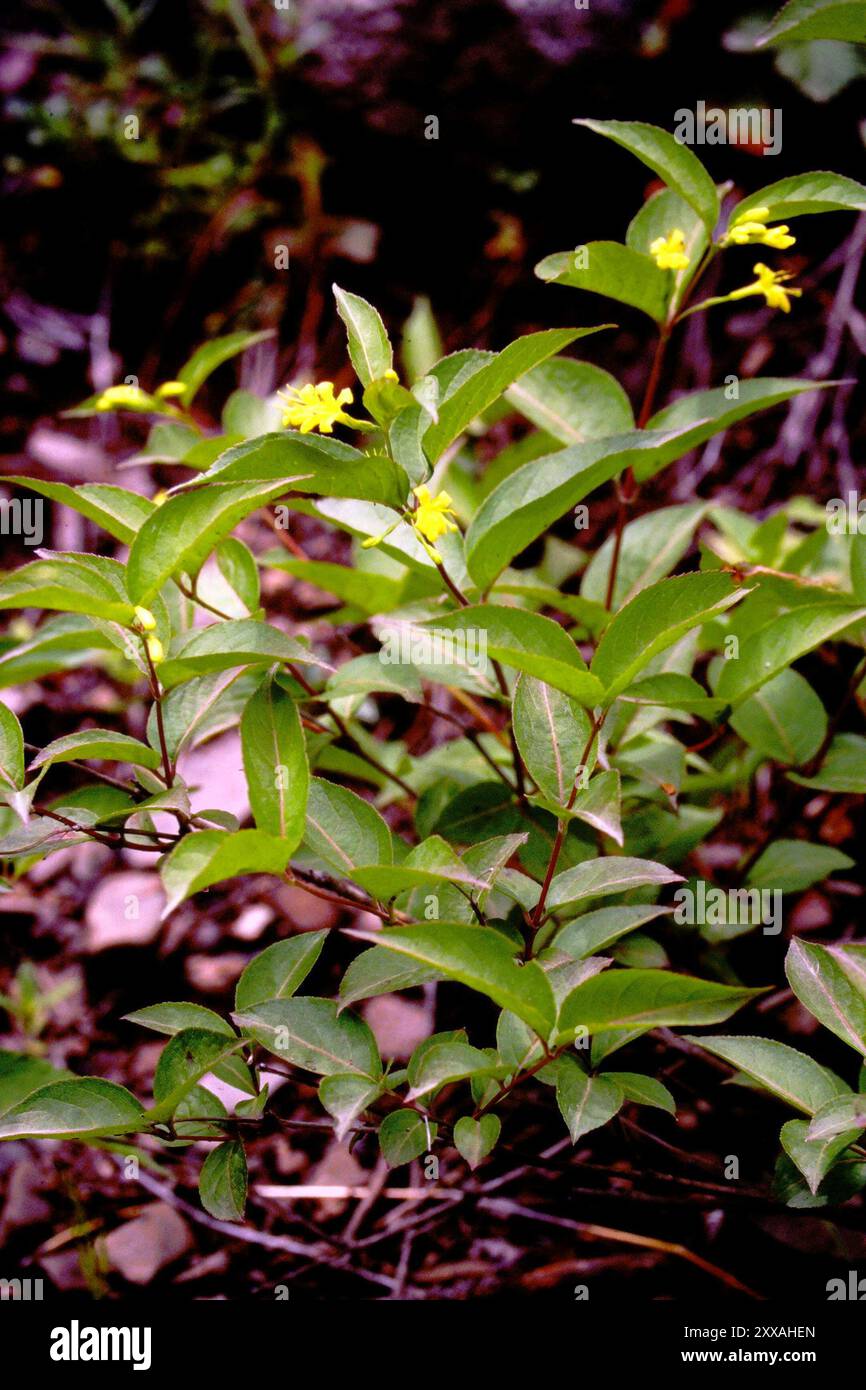 northern bush honeysuckle (Diervilla lonicera) Plantae Stock Photo - Alamy