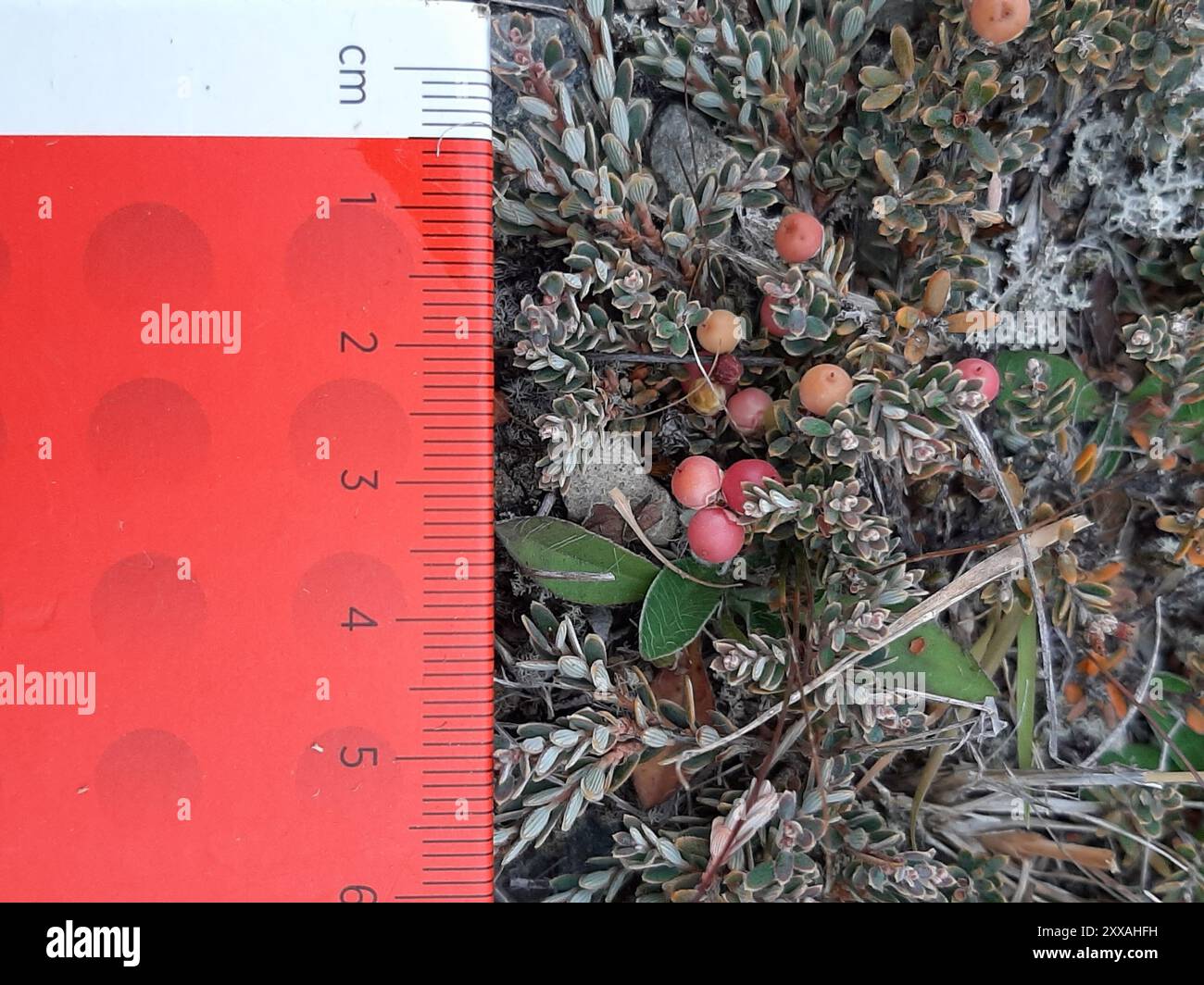 Colenso's mingimingi (Acrothamnus colensoi) Plantae Stock Photo - Alamy