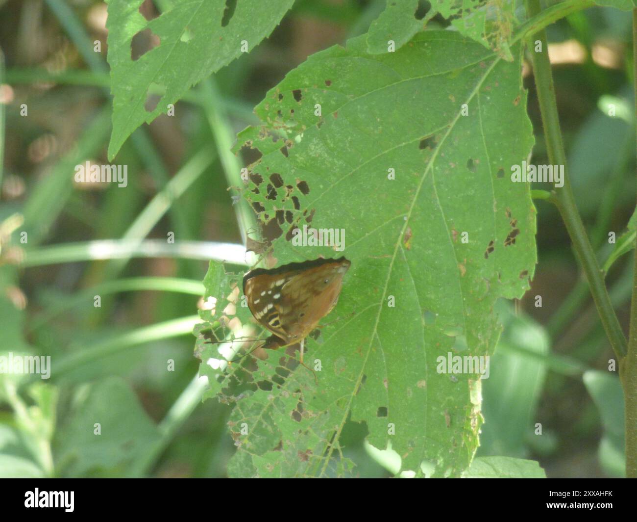 (Doxocopa clothilda) Insecta Stock Photo - Alamy