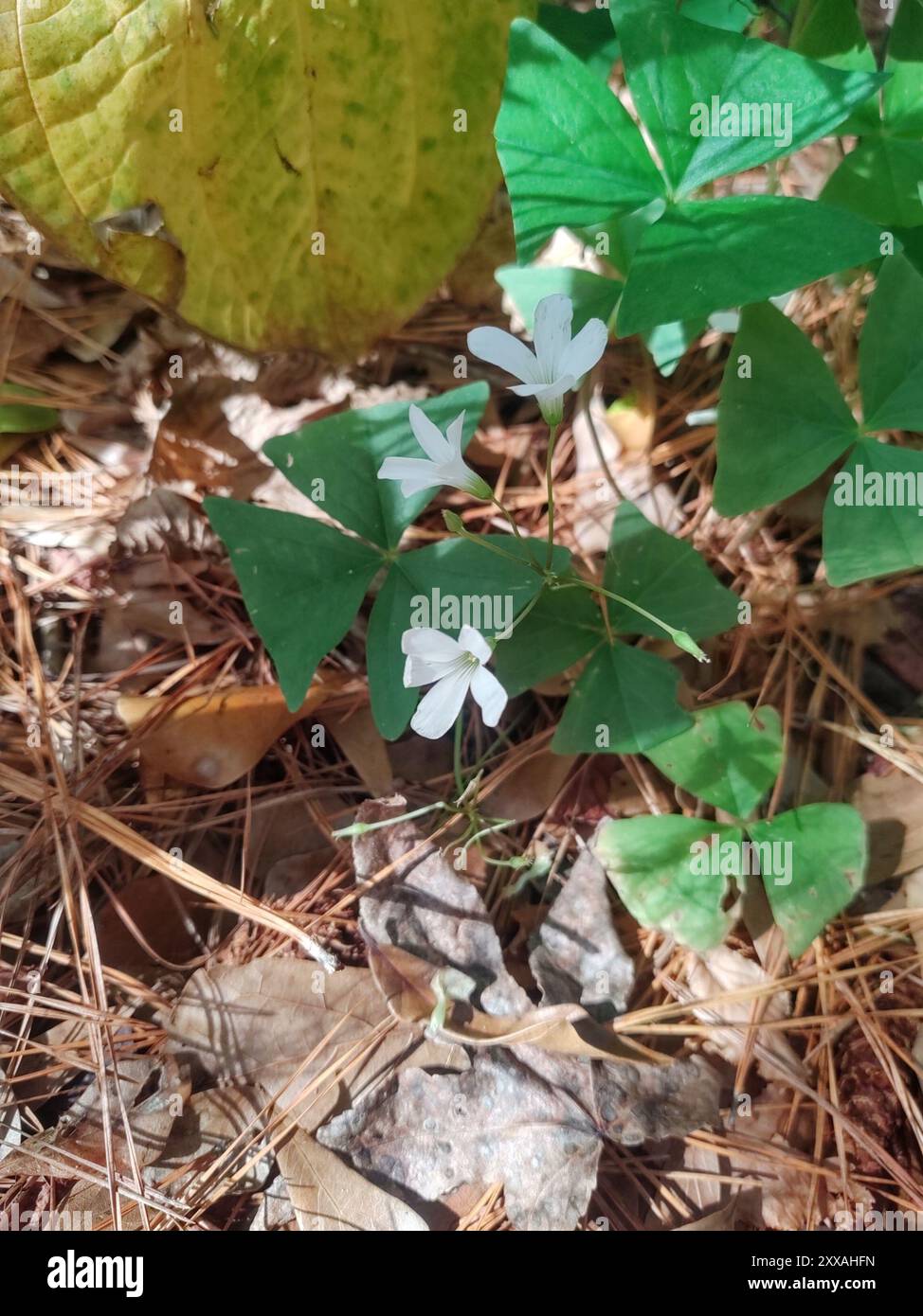false shamrock (Oxalis triangularis) Plantae Stock Photo - Alamy
