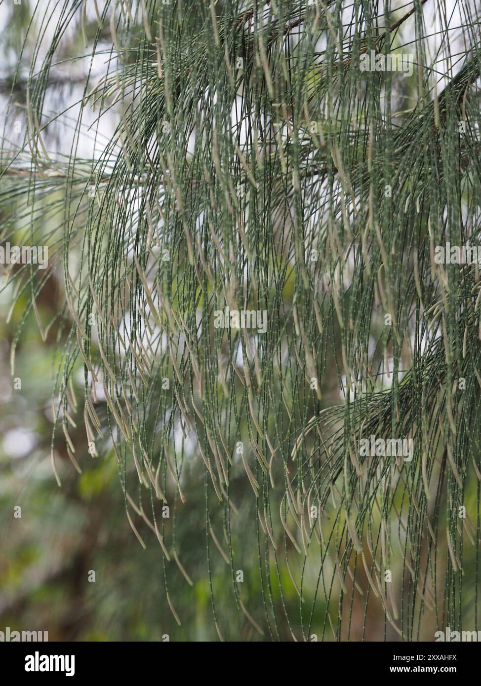 Beach Sheoak (Casuarina equisetifolia) Plantae Stock Photo - Alamy