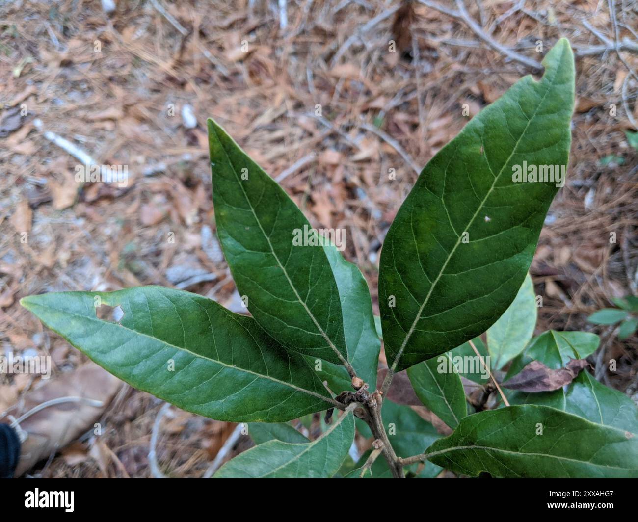 Swamp Bay (Persea palustris) Plantae Stock Photo - Alamy