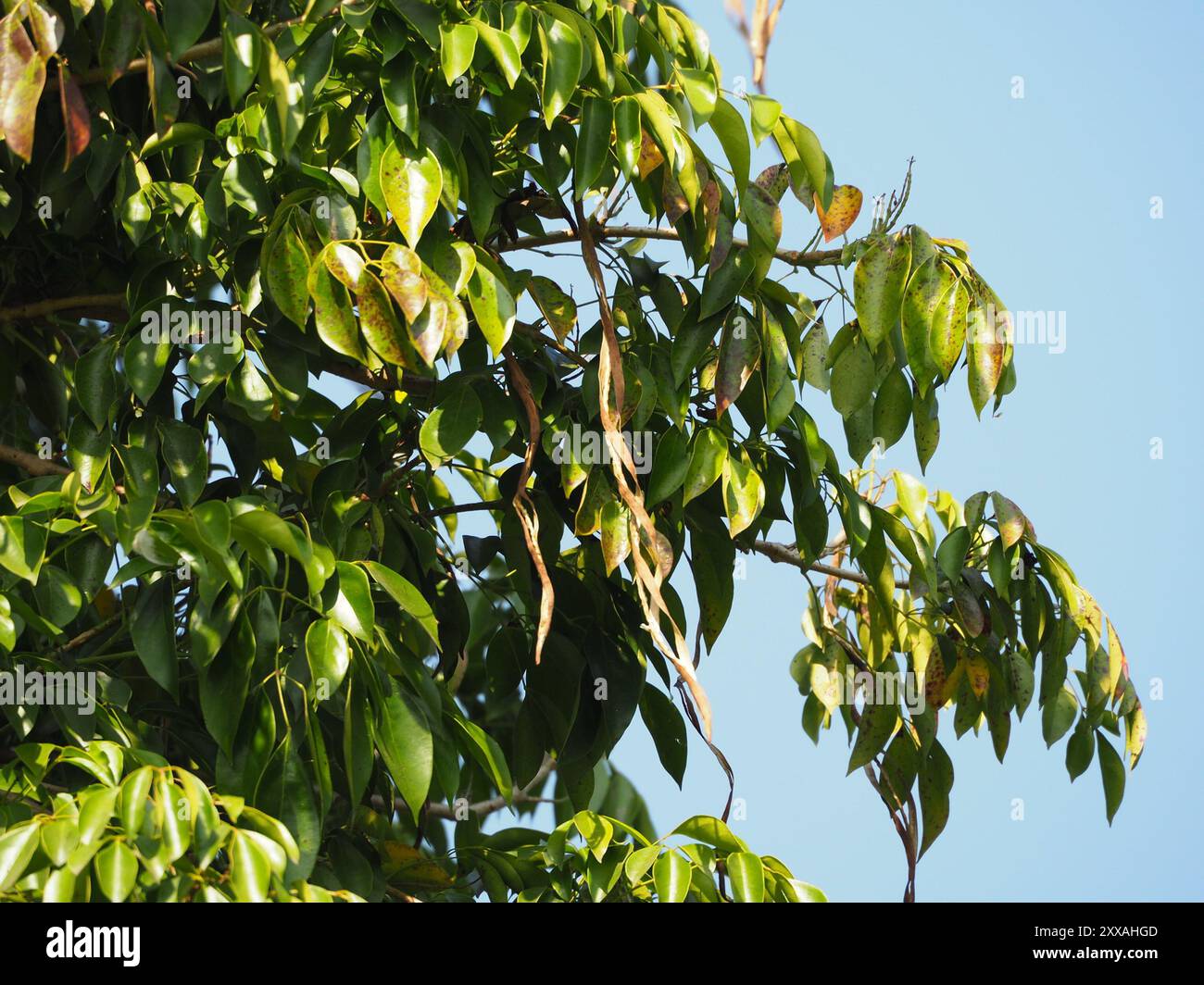 Emerald Tree (Radermachera sinica) Plantae Stock Photo - Alamy