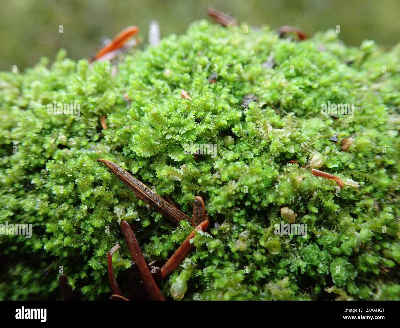 Tumid Notchwort (Lophozia ventricosa) Plantae Stock Photo - Alamy