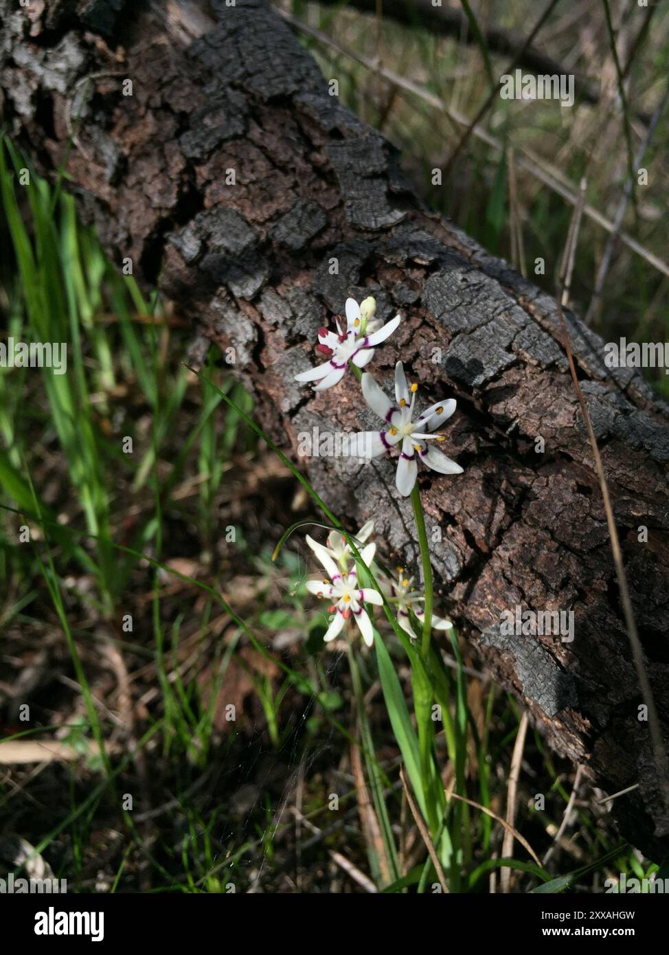 Early Nancy (Wurmbea dioica) Plantae Stock Photo - Alamy