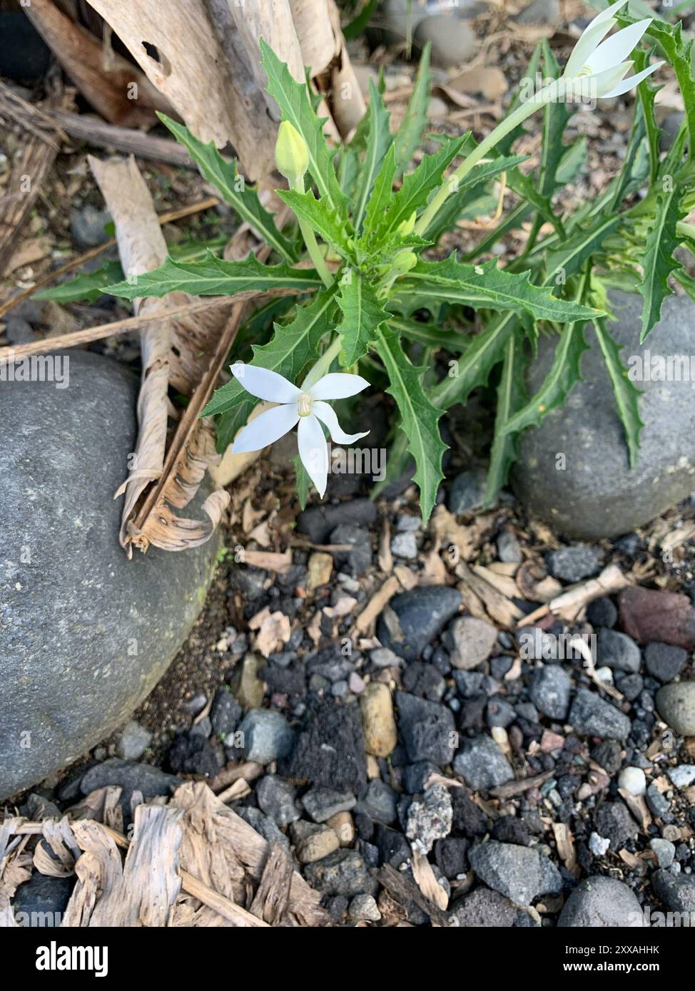 Star of Bethlehem (Hippobroma longiflora) Plantae Stock Photo - Alamy