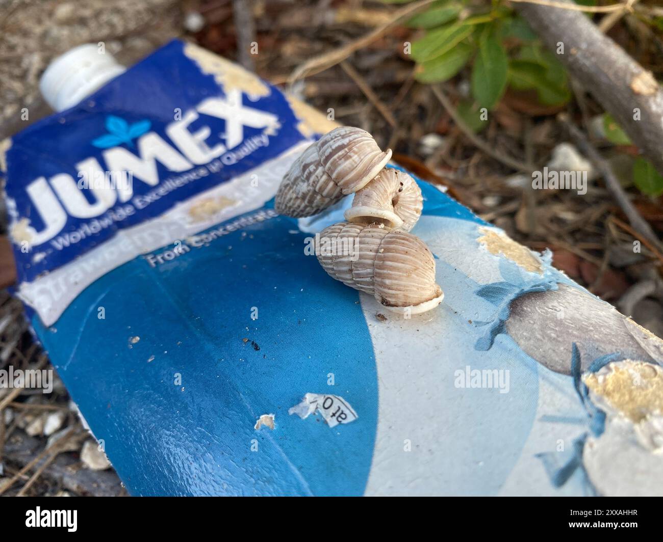 Peanut Snails (Cerionidae) Mollusca Stock Photo - Alamy