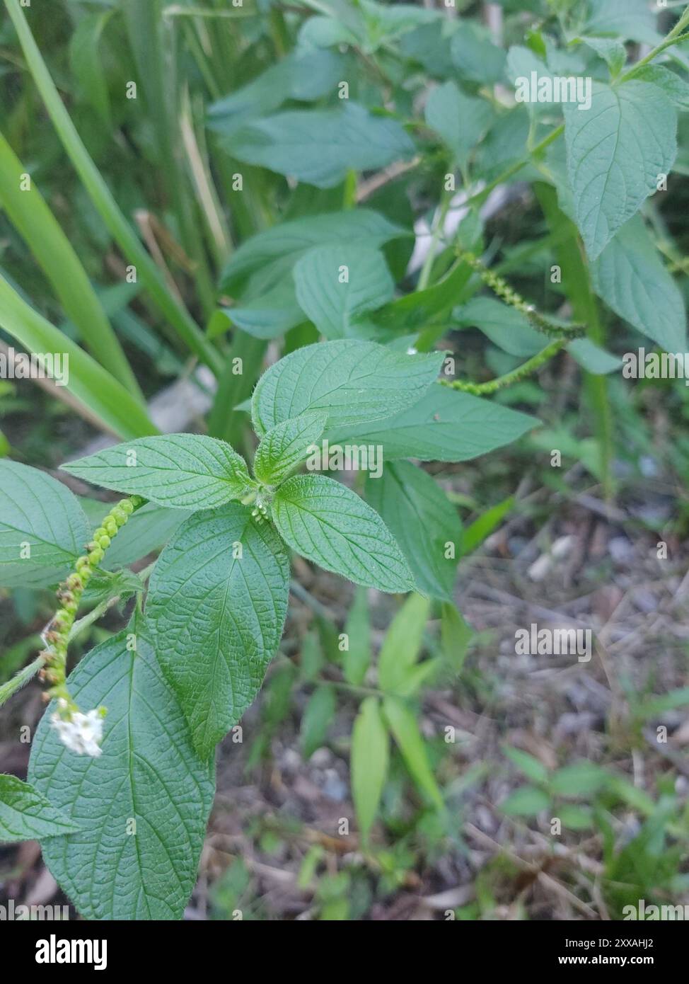 Scorpion's-tail (Heliotropium angiospermum) Plantae Stock Photo - Alamy