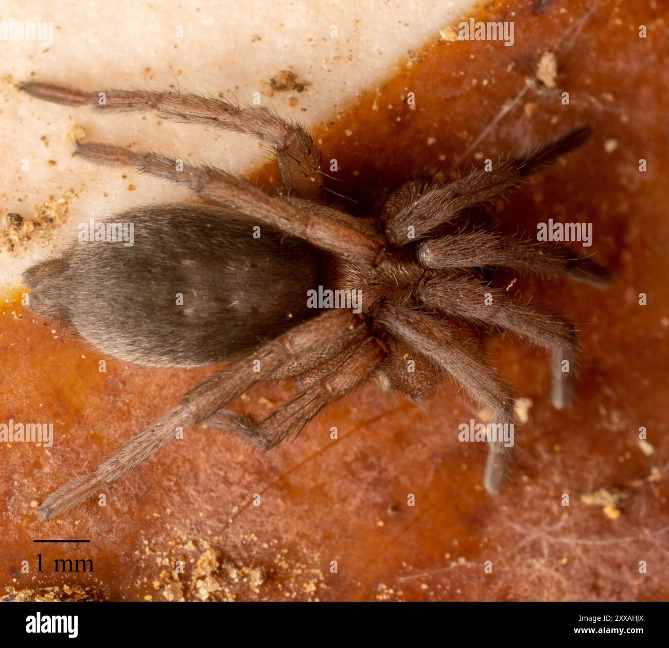 Stealthy Ground Spiders (Gnaphosidae) Arachnida Stock Photo - Alamy