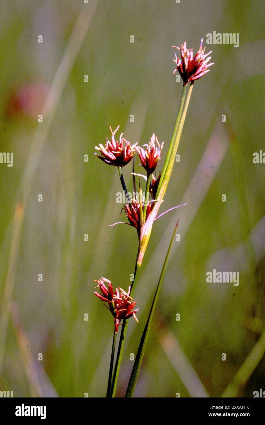 smooth saw-grass (Cladium mariscoides) Plantae Stock Photo - Alamy