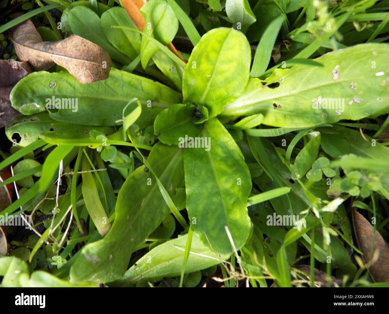 Pennsylvania Cudweed (Gamochaeta pensylvanica) Plantae Stock Photo - Alamy