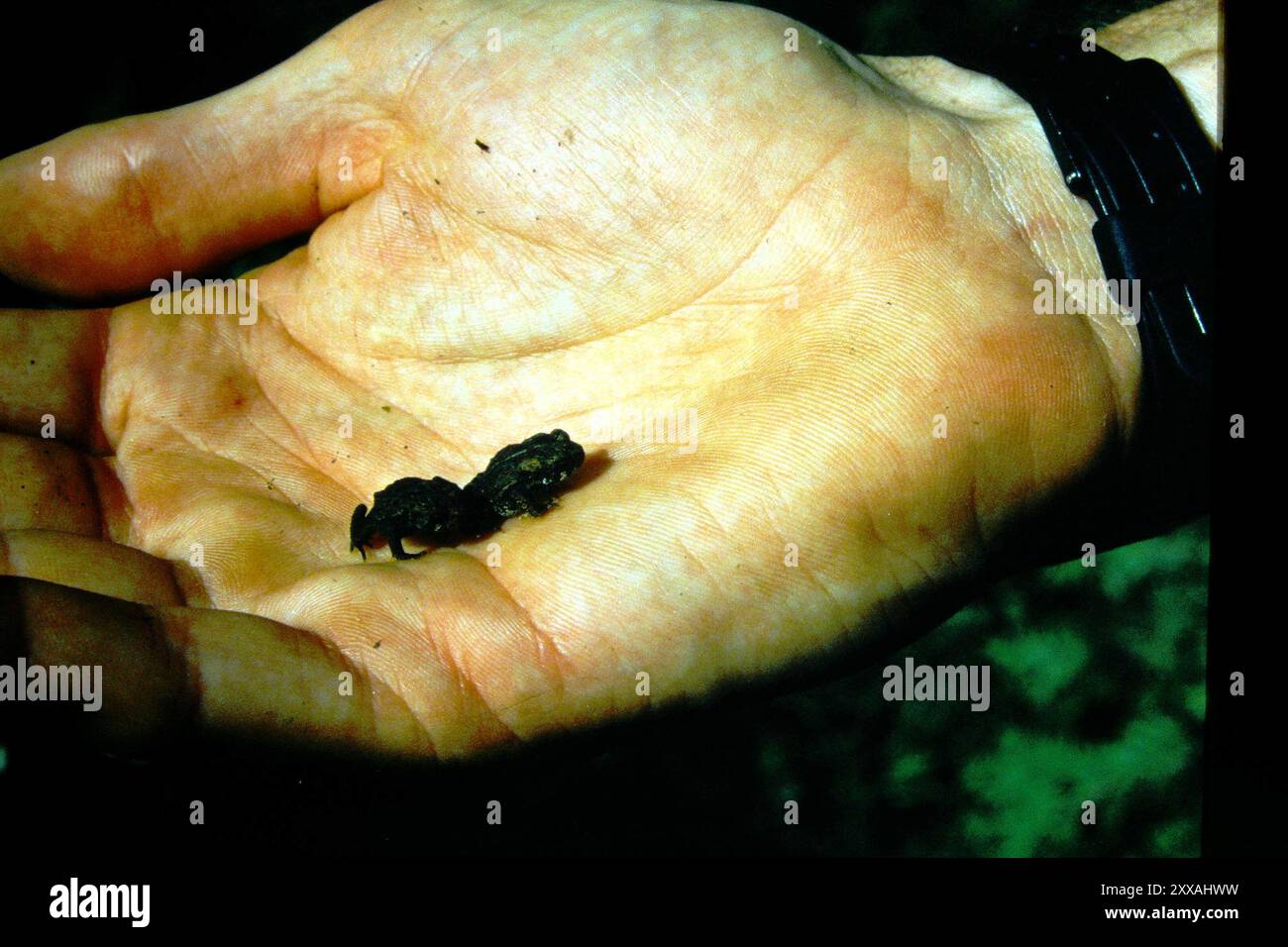 American Toad (Anaxyrus americanus) Amphibia Stock Photo - Alamy