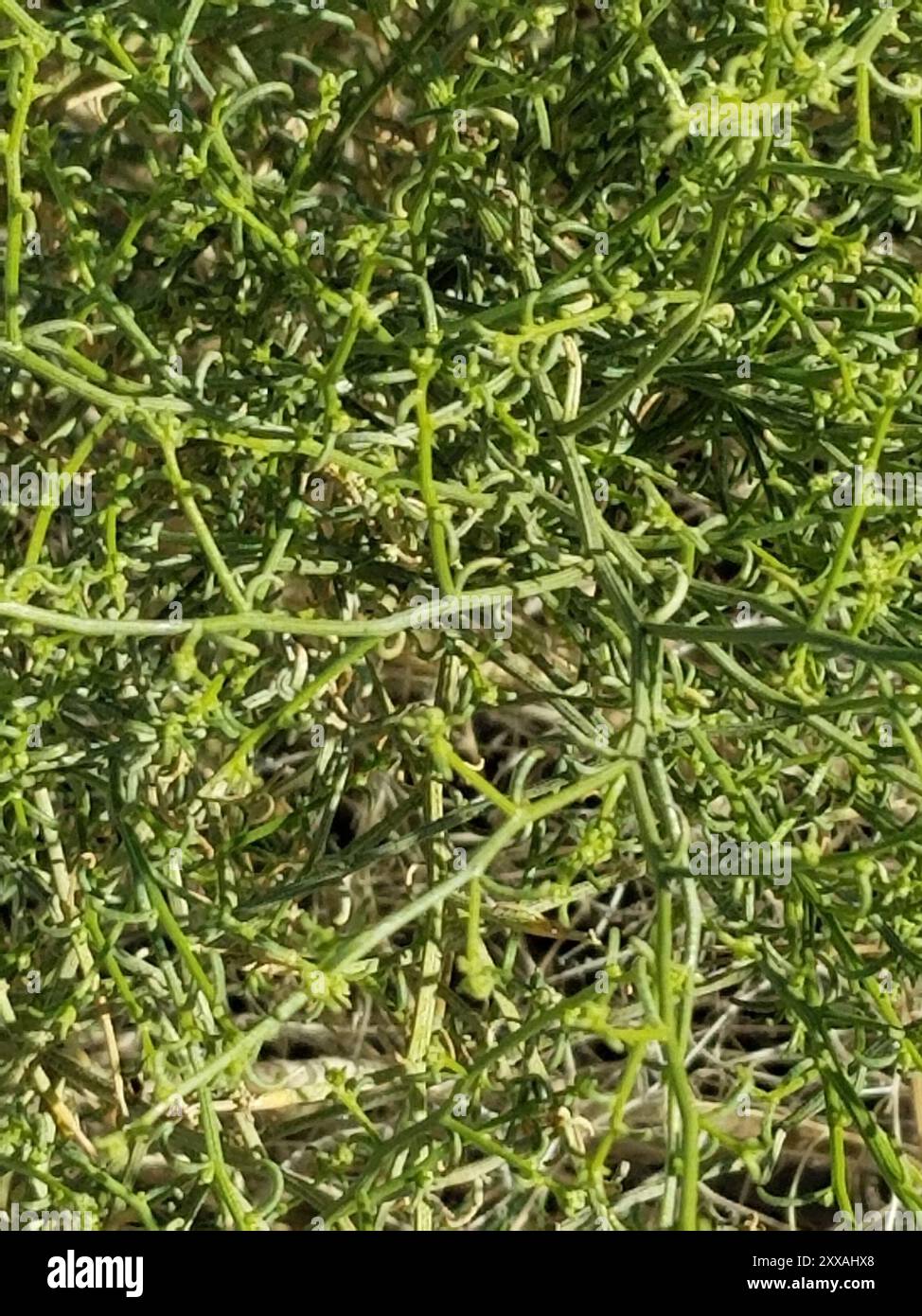 Cheesebush (Ambrosia salsola) Plantae Stock Photo - Alamy