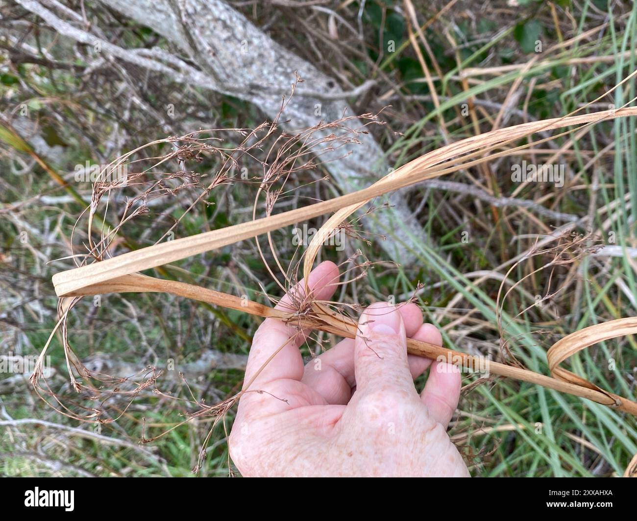 Jamaica swamp sawgrass (Cladium mariscus jamaicense) Plantae Stock ...