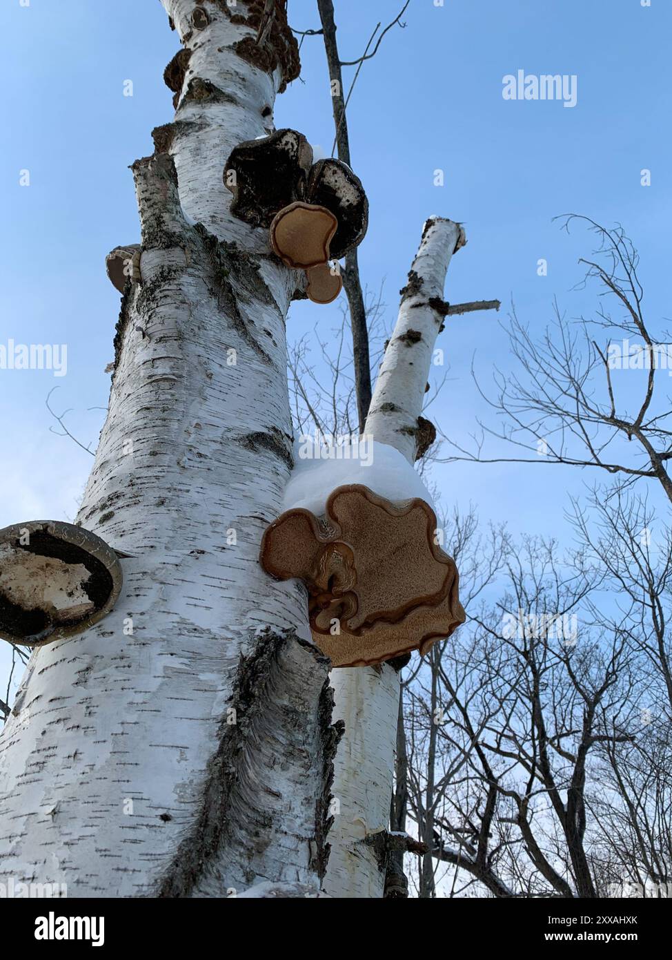 birch polypore (Fomitopsis betulina) Fungi Stock Photo - Alamy