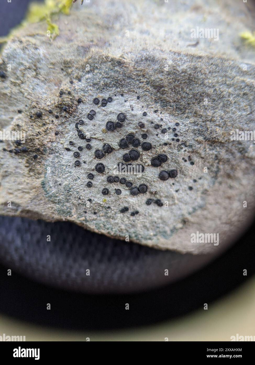 concentric boulder lichen (Porpidia crustulata) Fungi Stock Photo - Alamy
