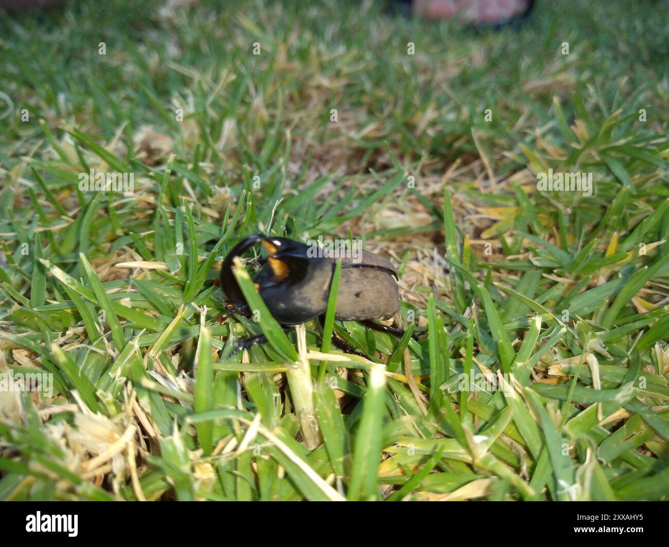 (Diloboderus abderus) Insecta Stock Photo - Alamy