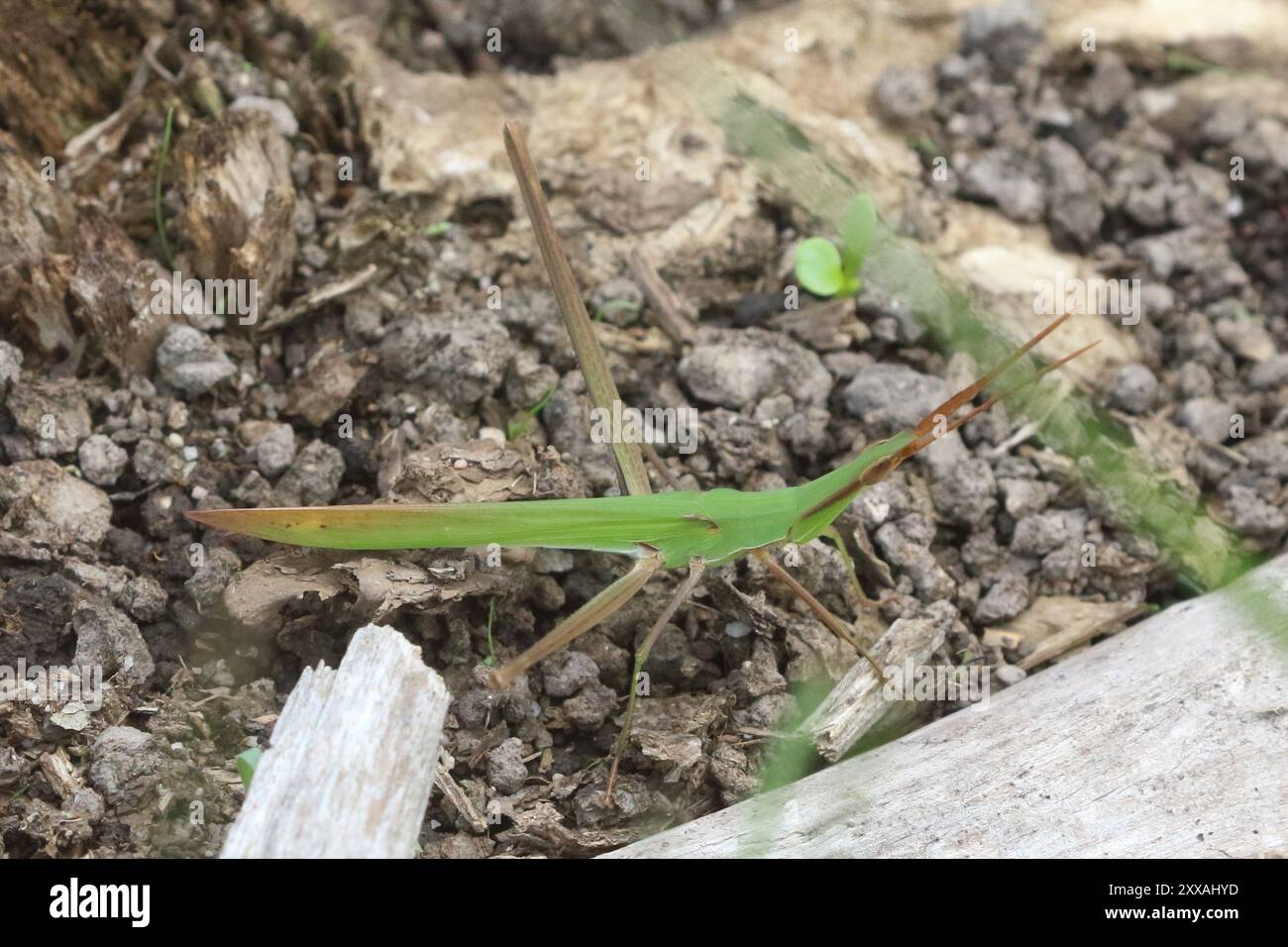 Giant Green Slantface (Acrida conica) Insecta Stock Photo - Alamy