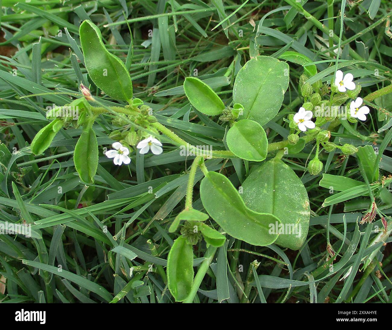 (Limeum viscosum transvaalense) Plantae Stock Photo - Alamy