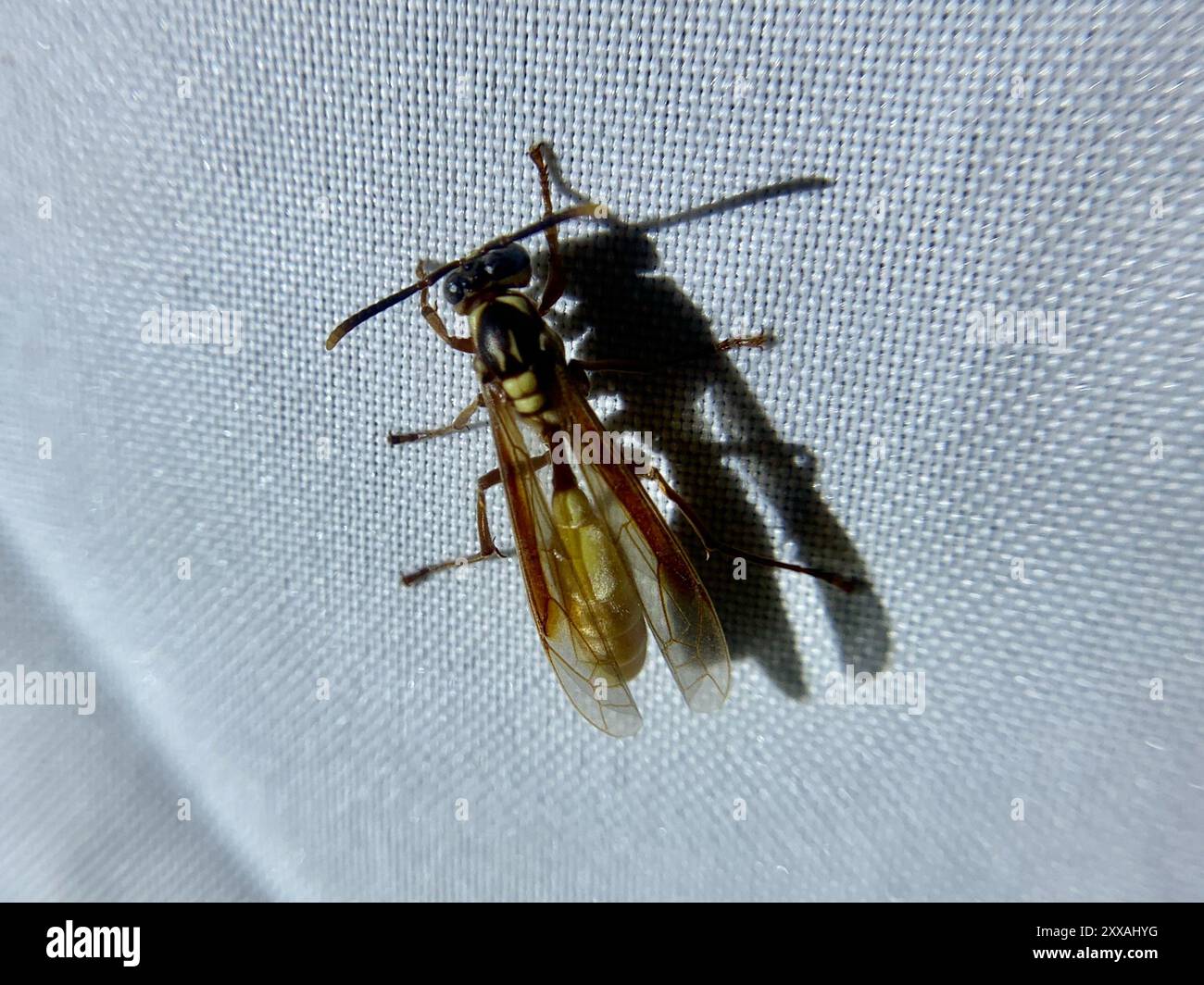 Central American Paper Wasp (Apoica pallens) Insecta Stock Photo - Alamy