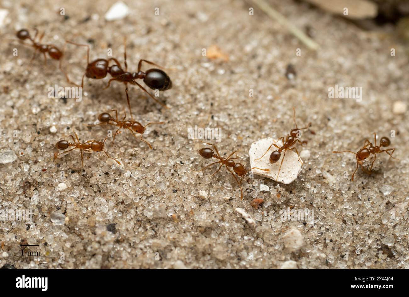 Red Imported Fire Ant (Solenopsis invicta) Insecta Stock Photo - Alamy