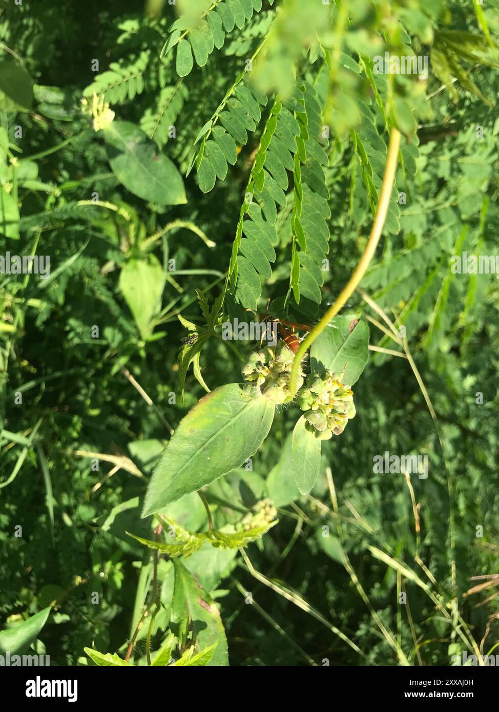 Caribbean Paper Wasp (Polistes crinitus) Insecta Stock Photo - Alamy