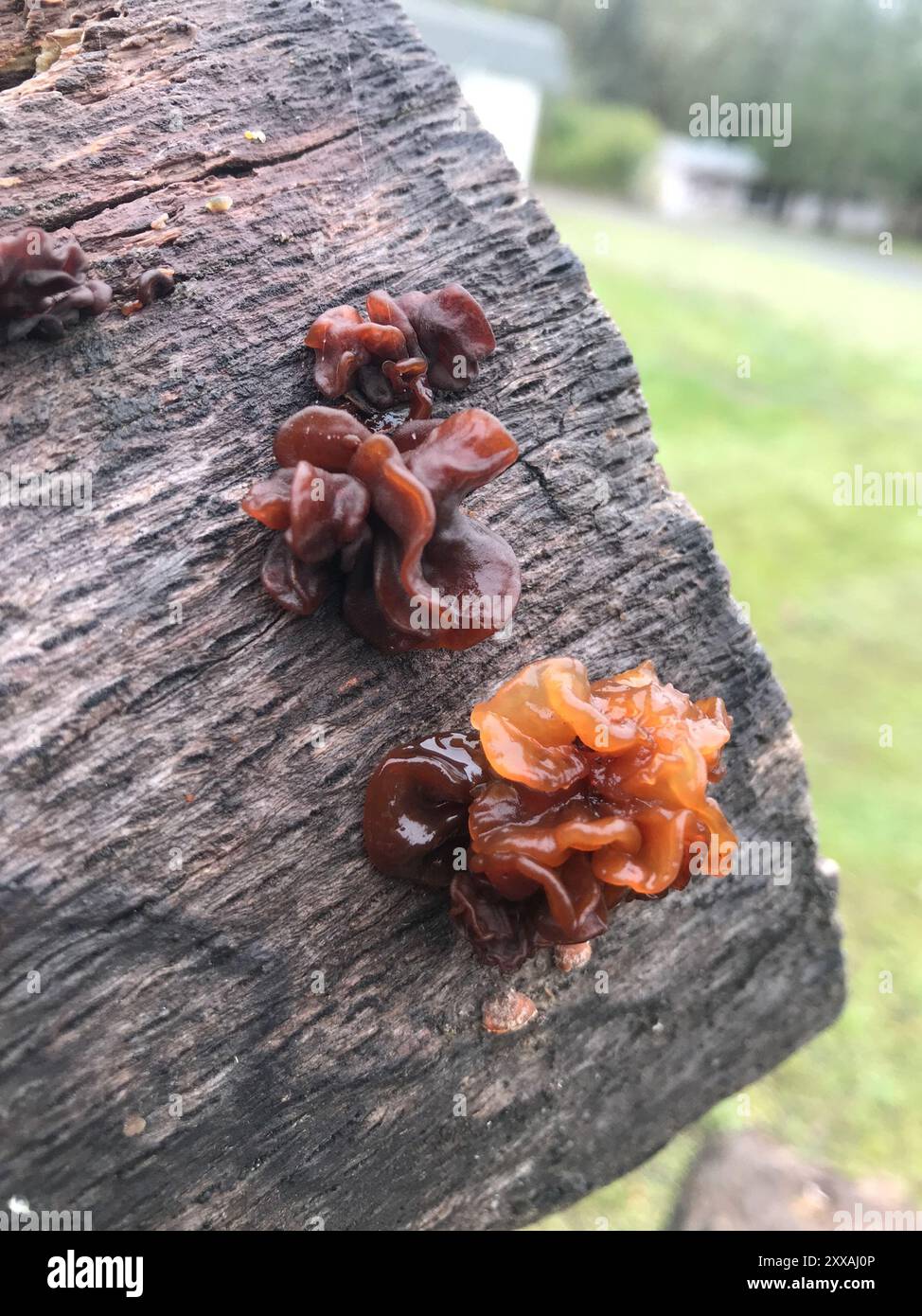 Leafy Brain (Phaeotremella foliacea) Fungi Stock Photo - Alamy