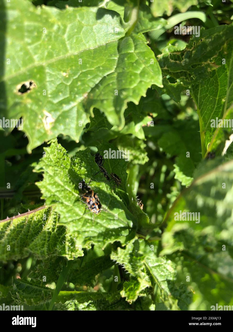 Bagrada Bug (Bagrada hilaris) Insecta Stock Photo - Alamy