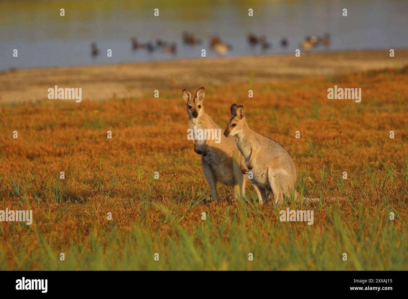 Red-necked Wallaby (Notamacropus rufogriseus) Mammalia Stock Photo - Alamy