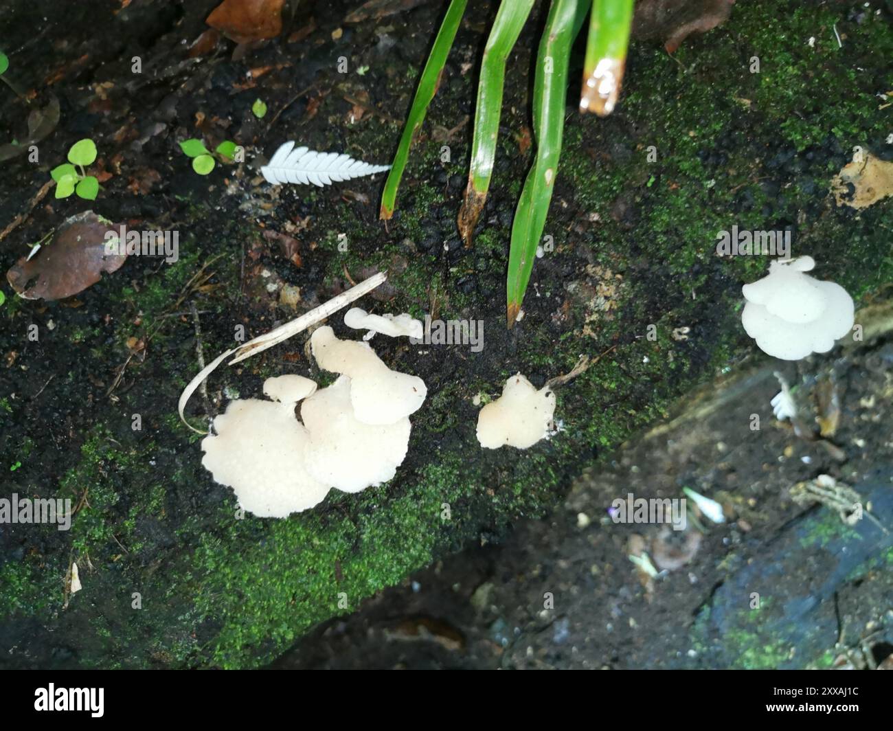 white porecap (Favolaschia pustulosa) Fungi Stock Photo - Alamy