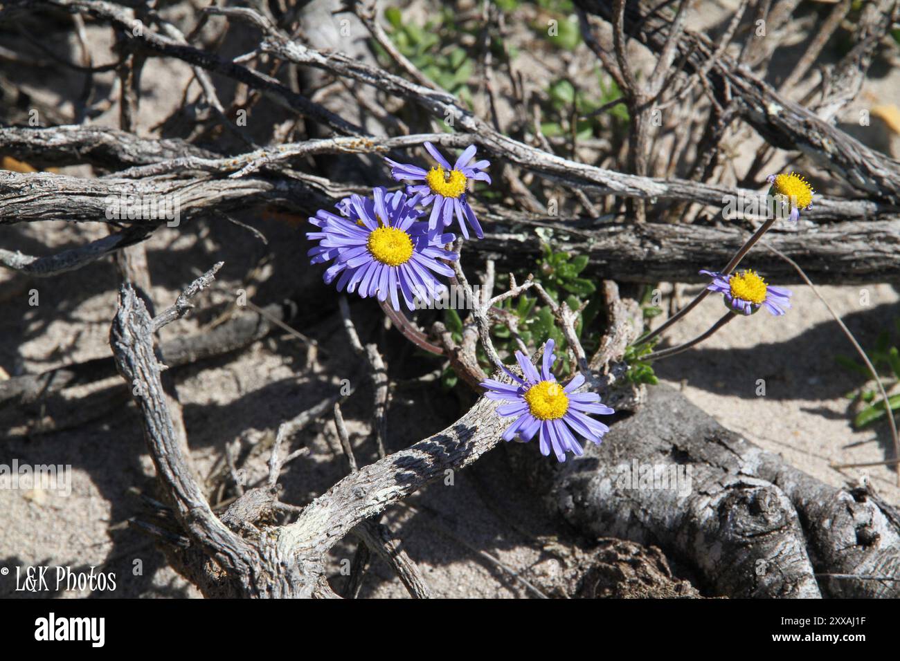 Soft Felicia (Felicia amoena) Plantae Stock Photo - Alamy