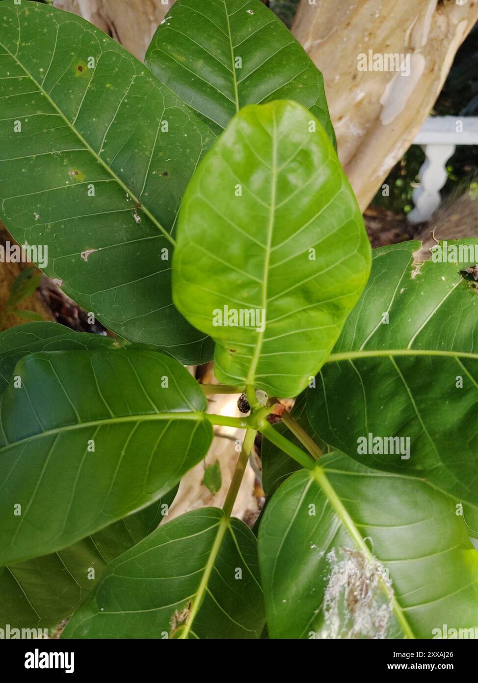 Ficus trigonata hi-res stock photography and images - Alamy
