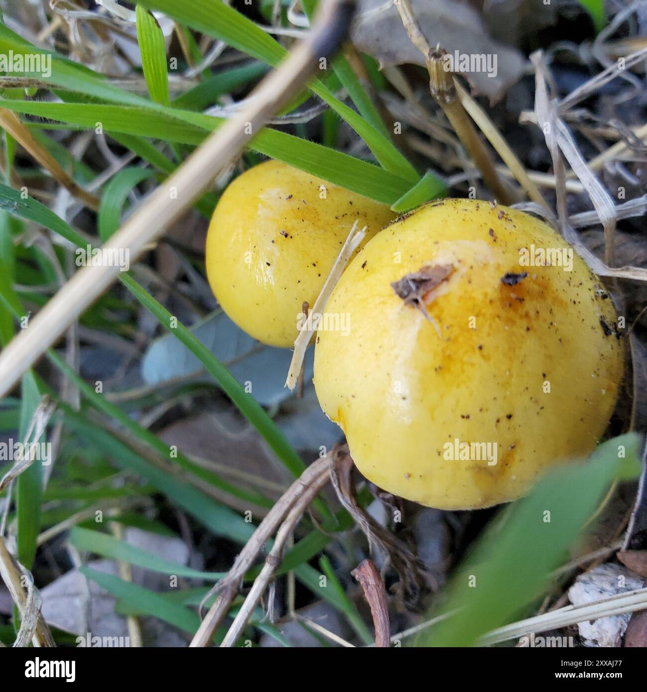 yellow fieldcap (Bolbitius titubans) Fungi Stock Photo - Alamy