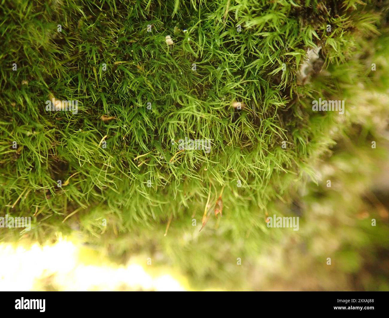 Silky Forklet-moss (Dicranella heteromalla) Plantae Stock Photo - Alamy