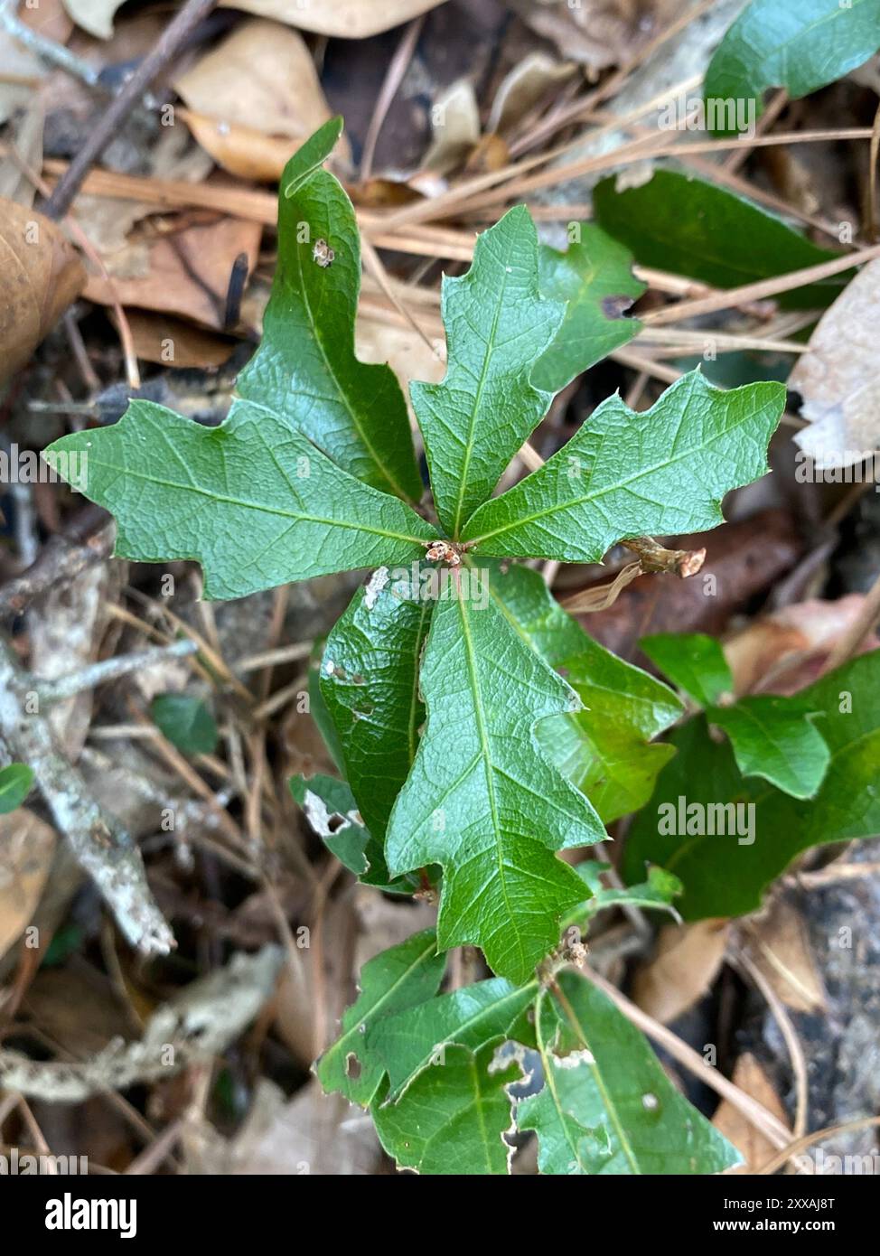 Darlington Oak (Quercus hemisphaerica) Plantae Stock Photo - Alamy