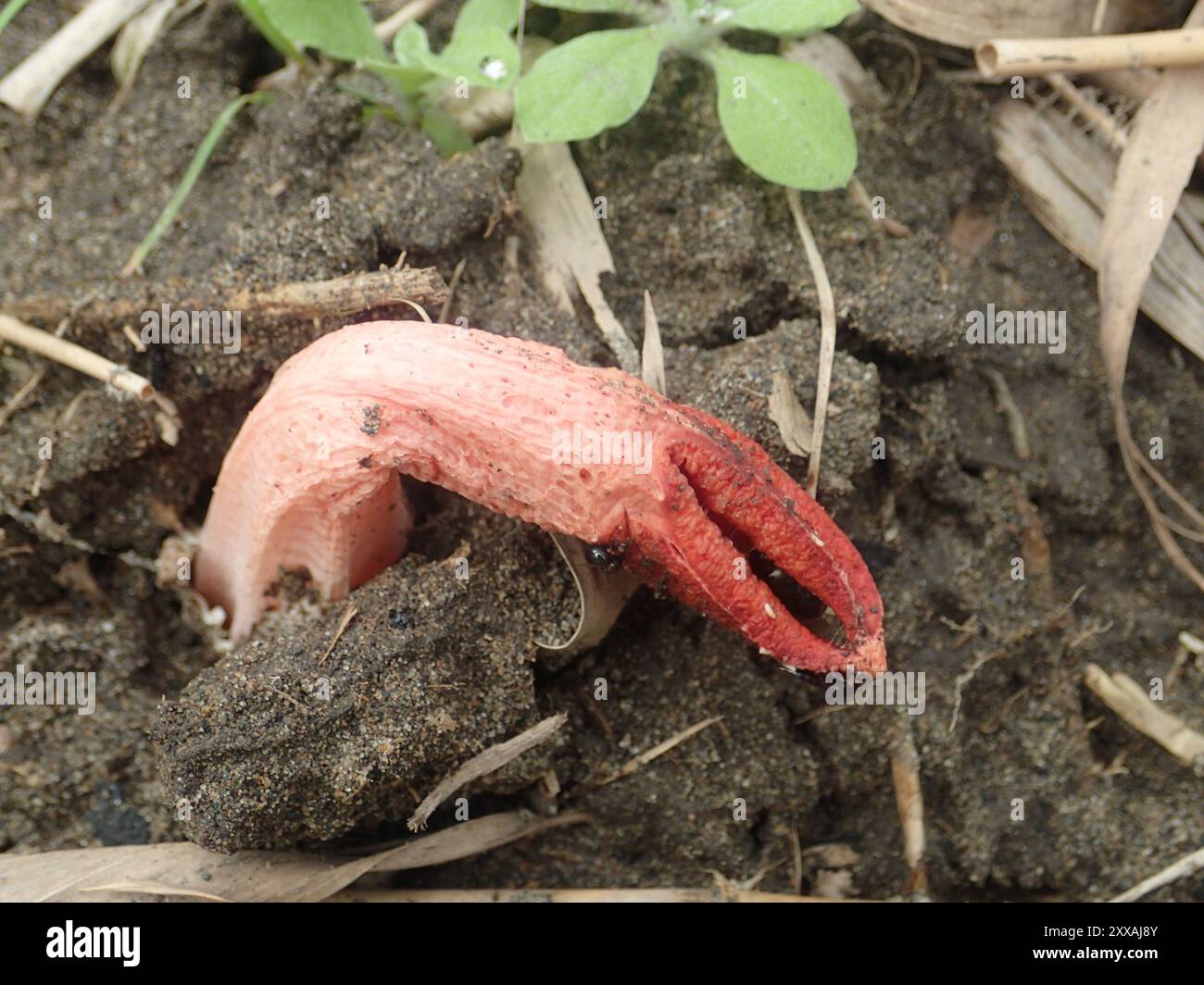lantern stinkhorn (Lysurus mokusin) Fungi Stock Photo - Alamy
