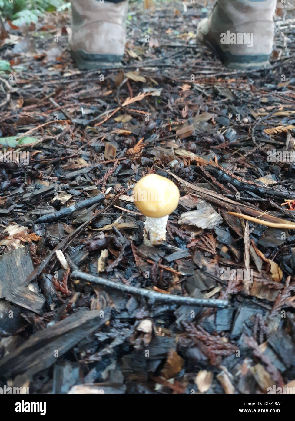 Questionable Stropharia (Stropharia ambigua) Fungi Stock Photo - Alamy