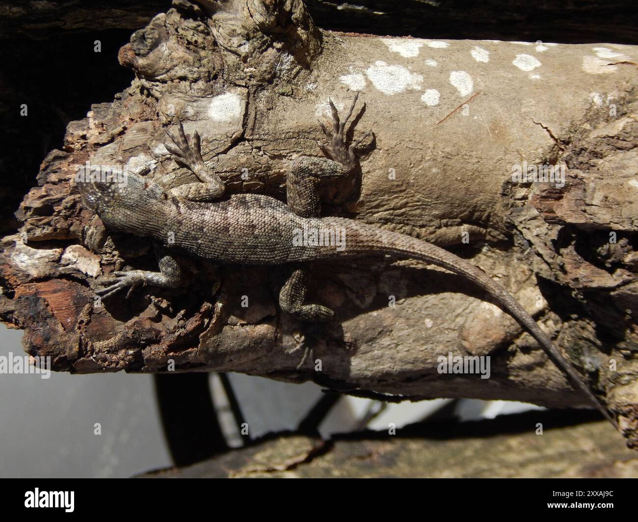 Peters' Lava Lizard (Tropidurus hispidus) Reptilia Stock Photo - Alamy
