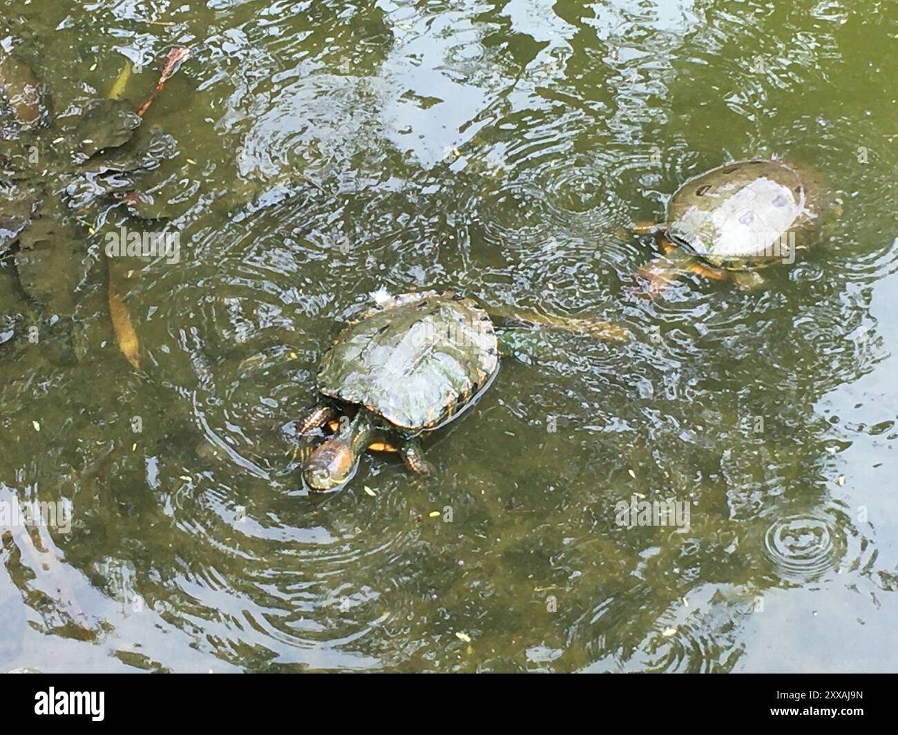 Colombian Slider (Trachemys callirostris callirostris) Reptilia Stock ...
