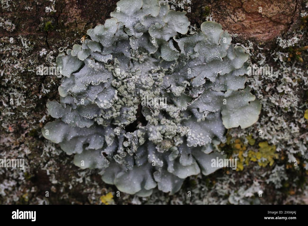 Powdered Speckled Shield Lichen (Punctelia subrudecta) Fungi Stock ...