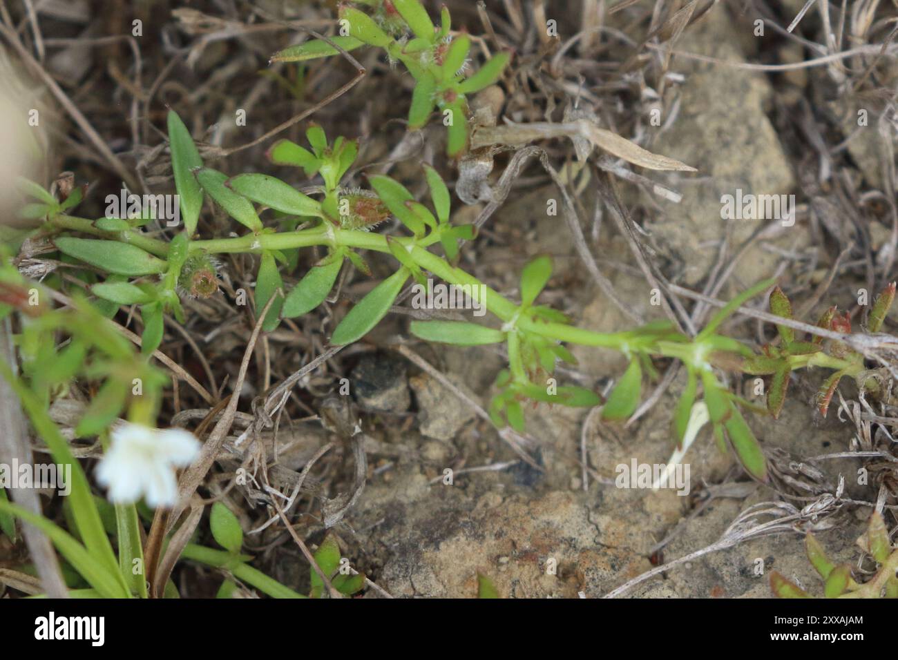 Creeping Dentella (Dentella repens) Plantae Stock Photo - Alamy