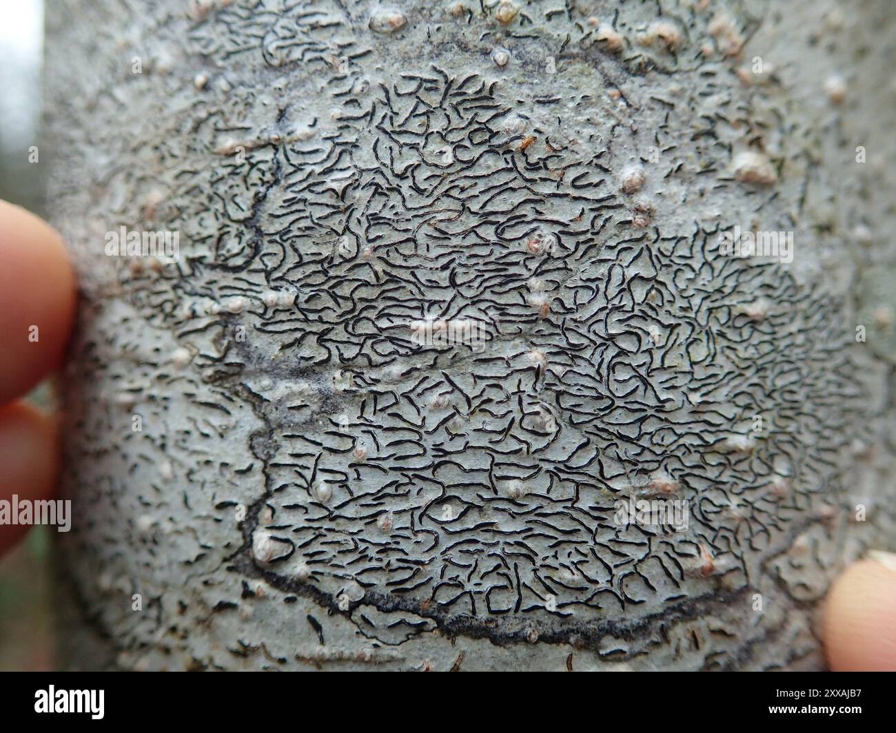 Common Script Lichen (Graphis scripta) Fungi Stock Photo - Alamy