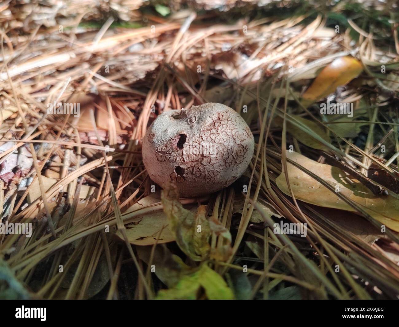 puffballs (Lycoperdaceae) Fungi Stock Photo - Alamy