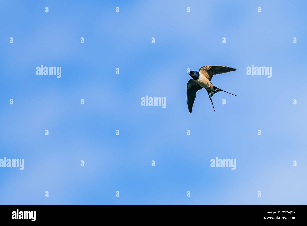 Barn swallow flight hi-res stock photography and images - Alamy