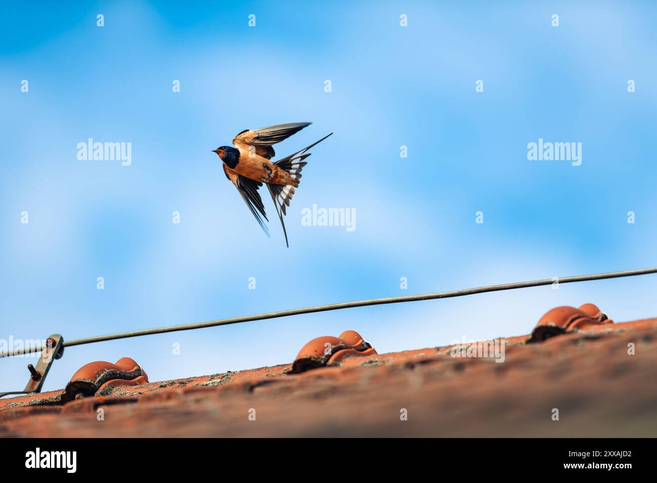 Barn swallow flight hi-res stock photography and images - Alamy