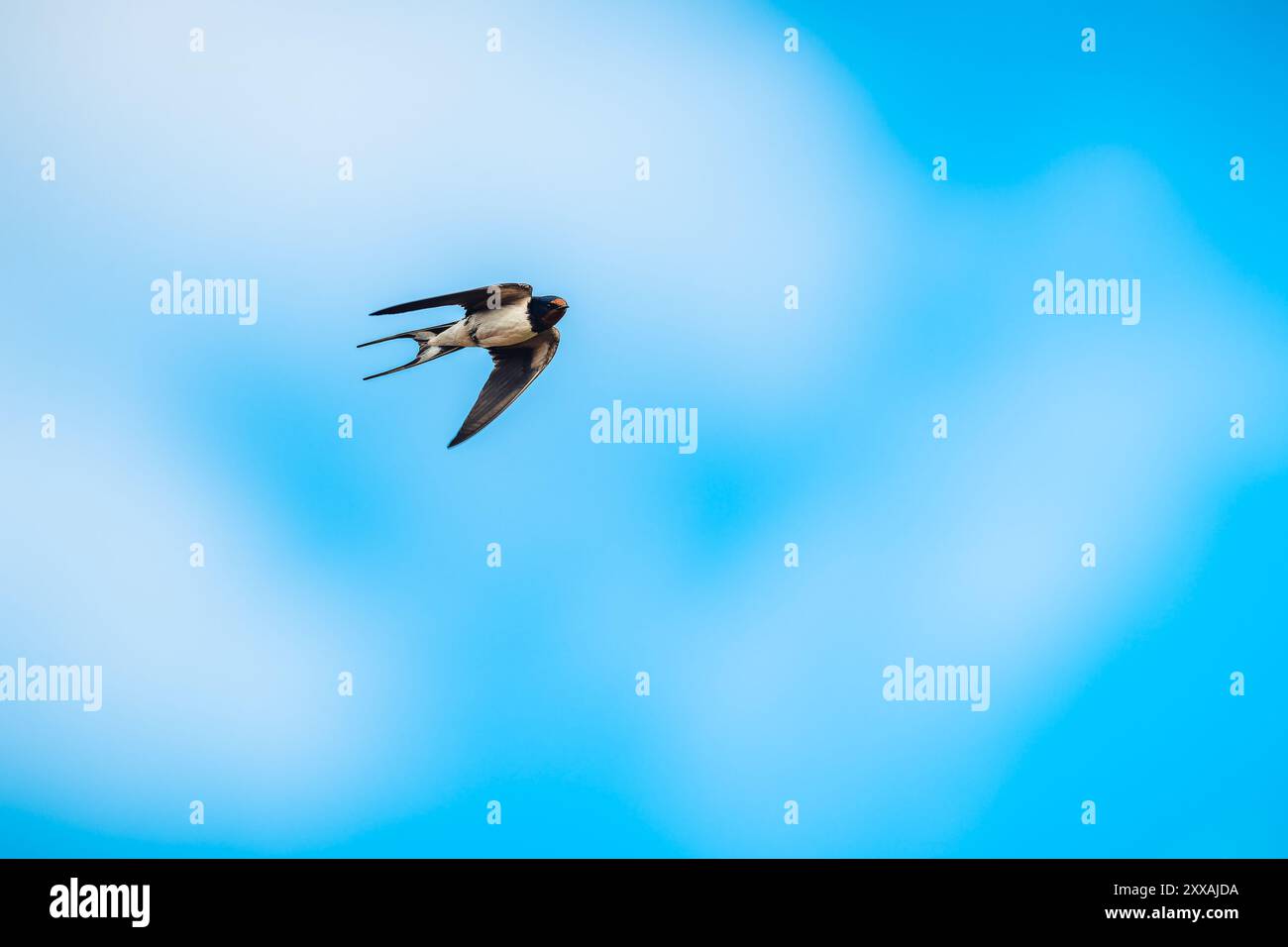 Barn swallow flight hi-res stock photography and images - Alamy