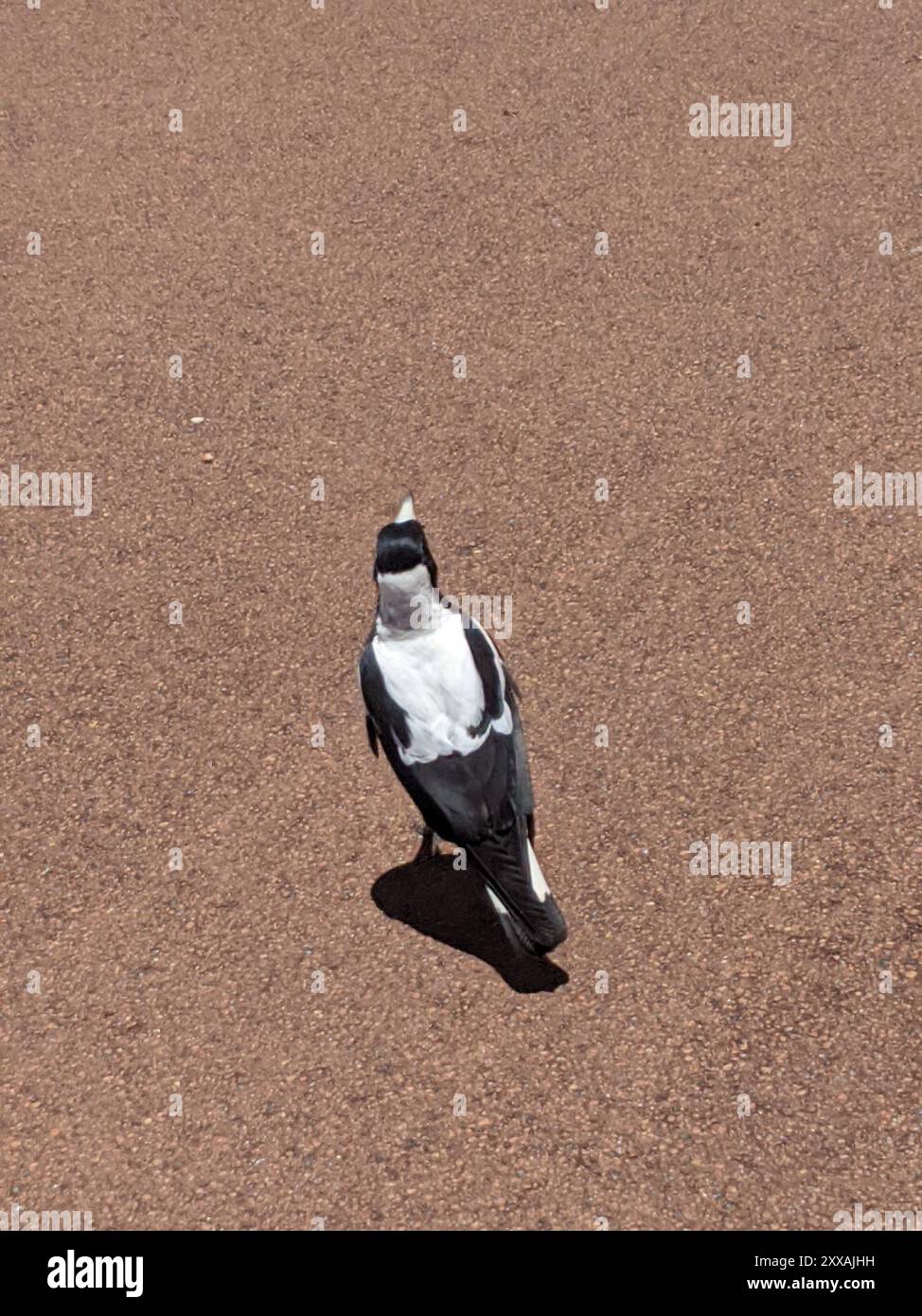 Southwestern Australian Magpie (Gymnorhina tibicen dorsalis) Aves Stock ...