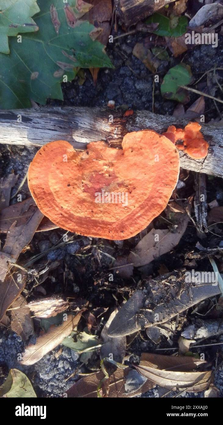 Northern Cinnabar Polypore (Trametes cinnabarina) Fungi Stock Photo - Alamy