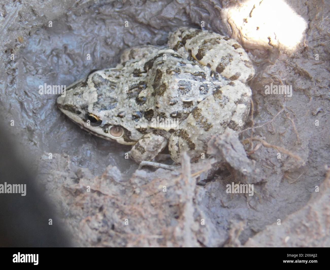 Oven Frog (Leptodactylus latinasus) Amphibia Stock Photo - Alamy