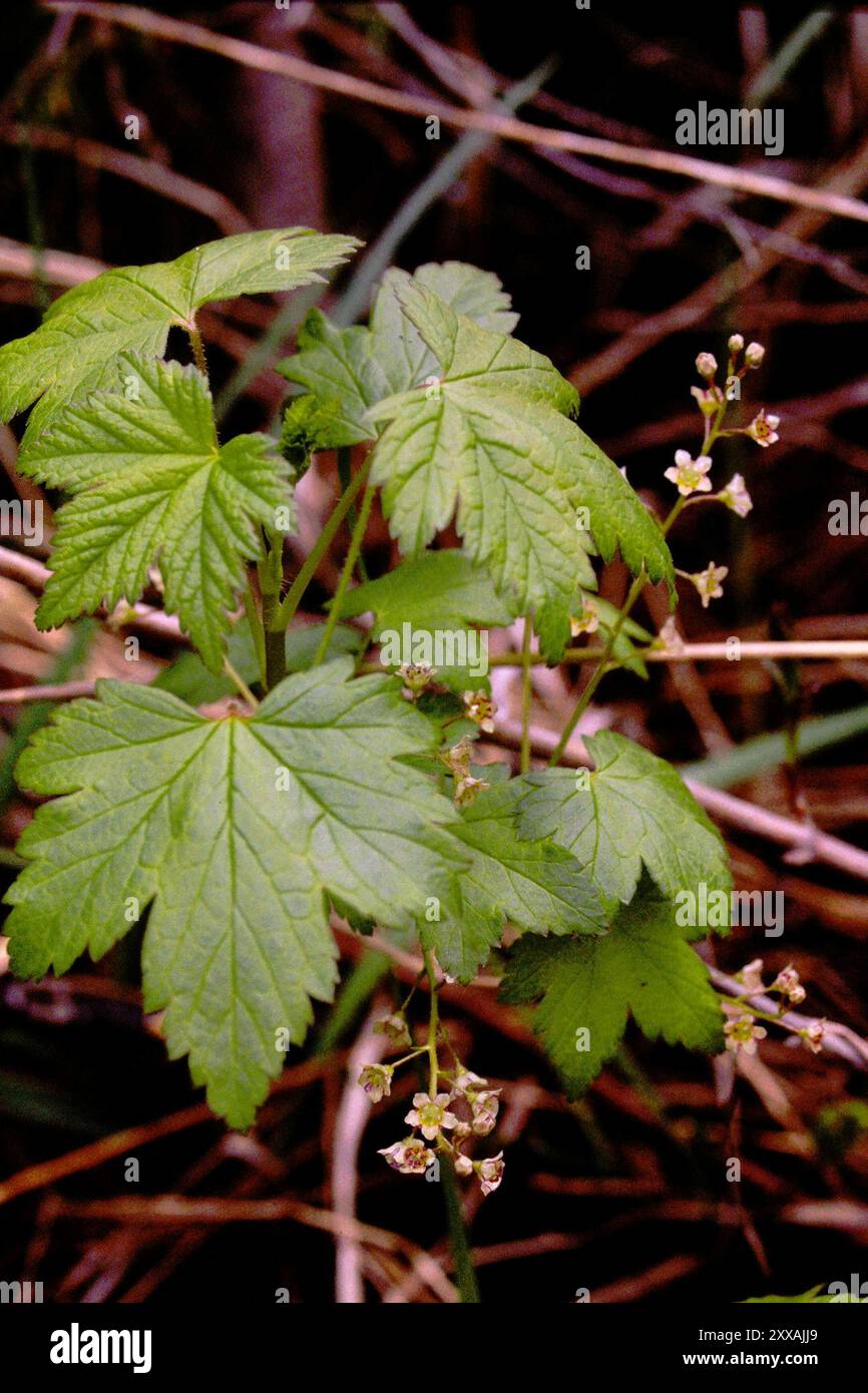 skunk currant (Ribes glandulosum) Plantae Stock Photo - Alamy